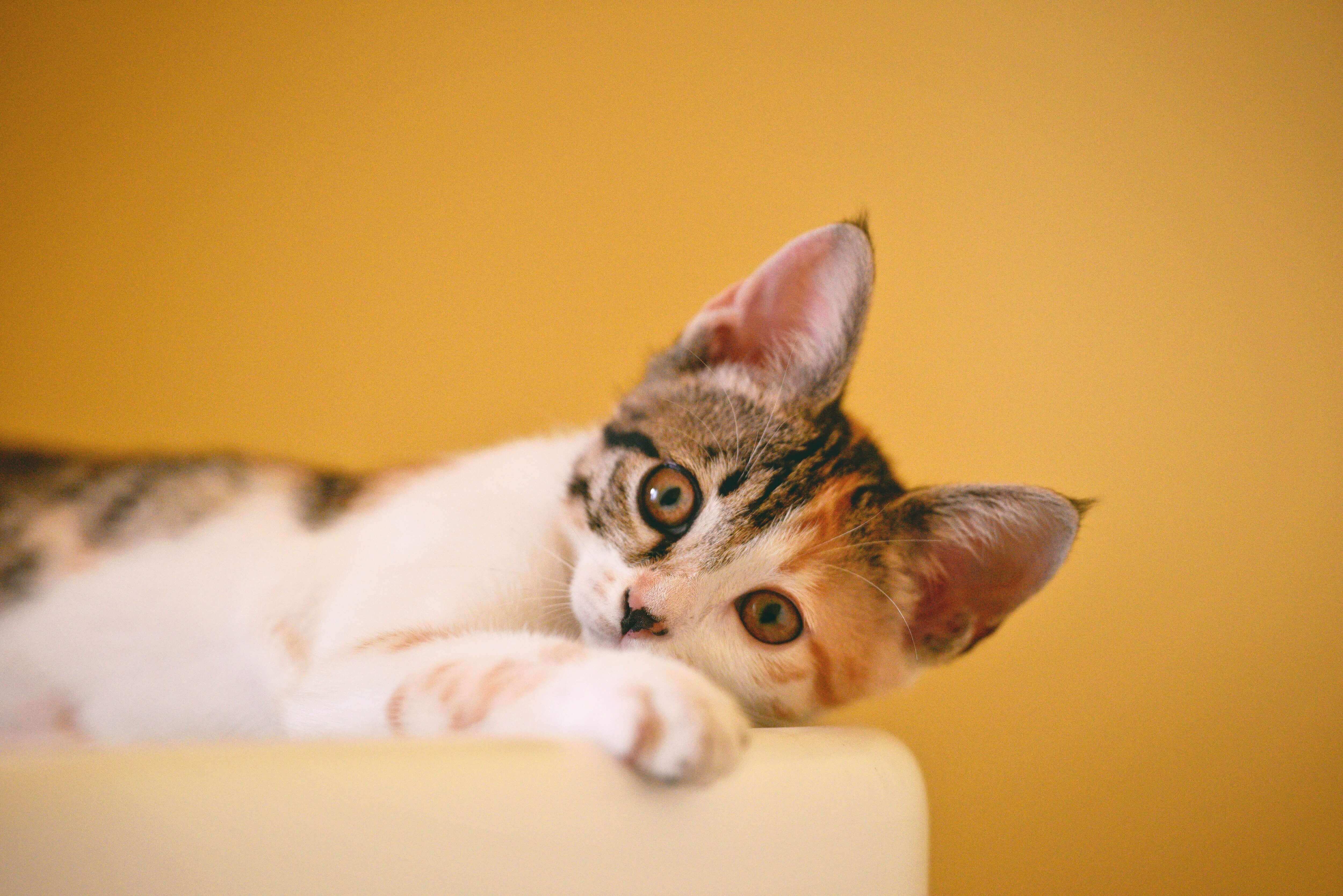 Preventive Care That Will Ensure A Happy, Healthy Cat