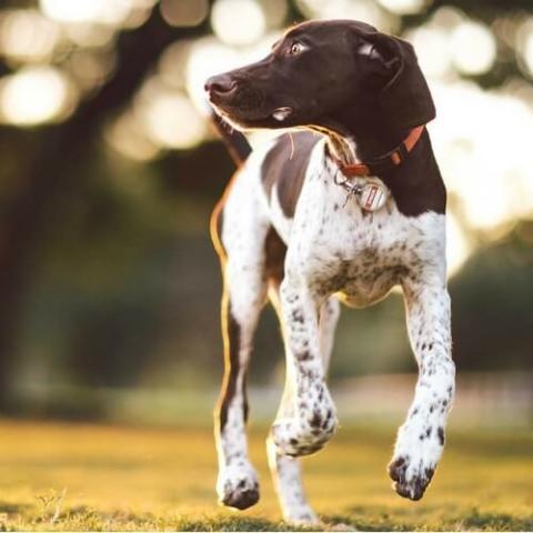 What Is The Best Pointer Breed
